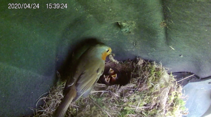 Robins nest in a Toyota Corolla's wheelarch - Toyota UK Magazine