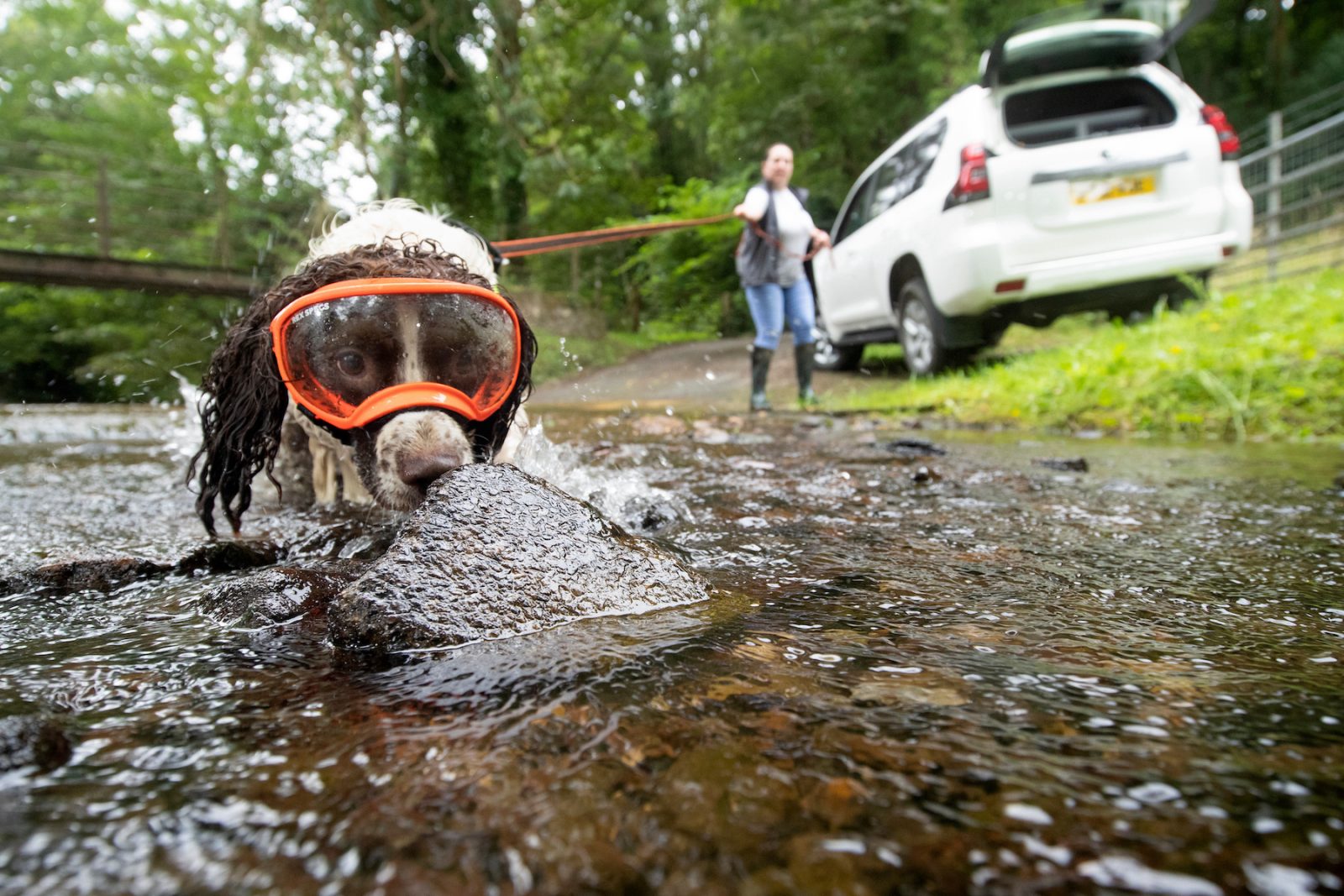 Paws for Conservation: how a Land Cruiser is helping to save animals ...