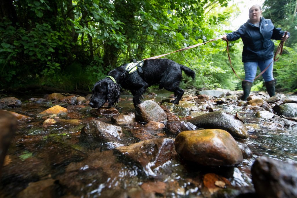 Paws for Conservation: how a Land Cruiser is helping to save animals ...