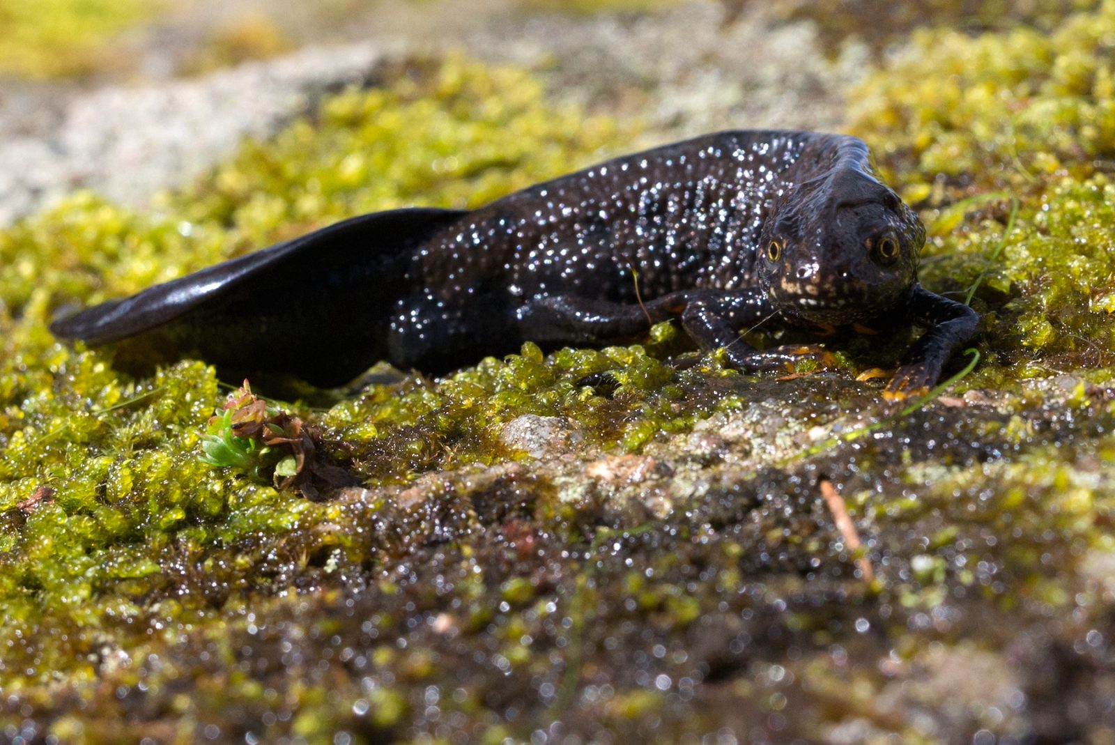 Paws for Conservation: how a Land Cruiser is helping to save animals ...