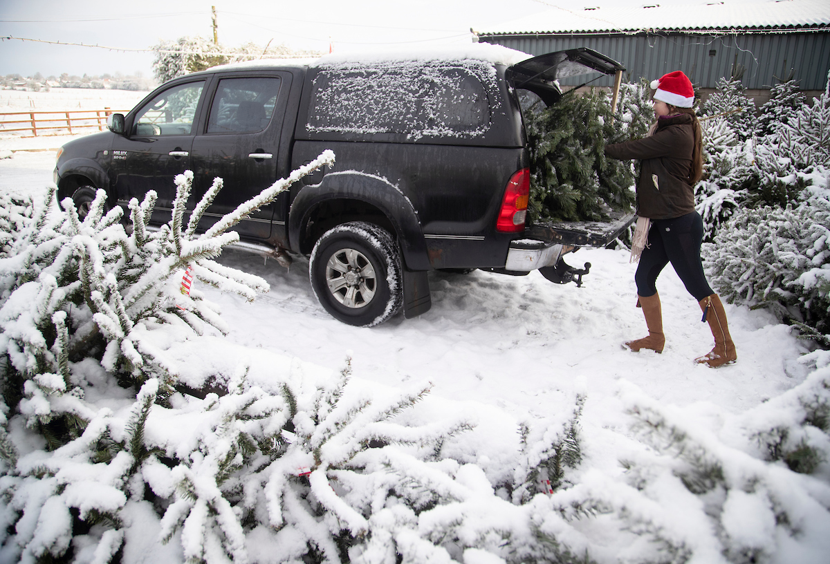 Christmas tree farming in a Toyota Hilux - Toyota UK Magazine