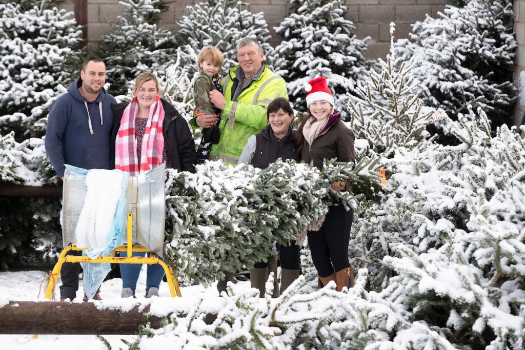 Christmas tree farming in a Toyota Hilux - Toyota UK Magazine